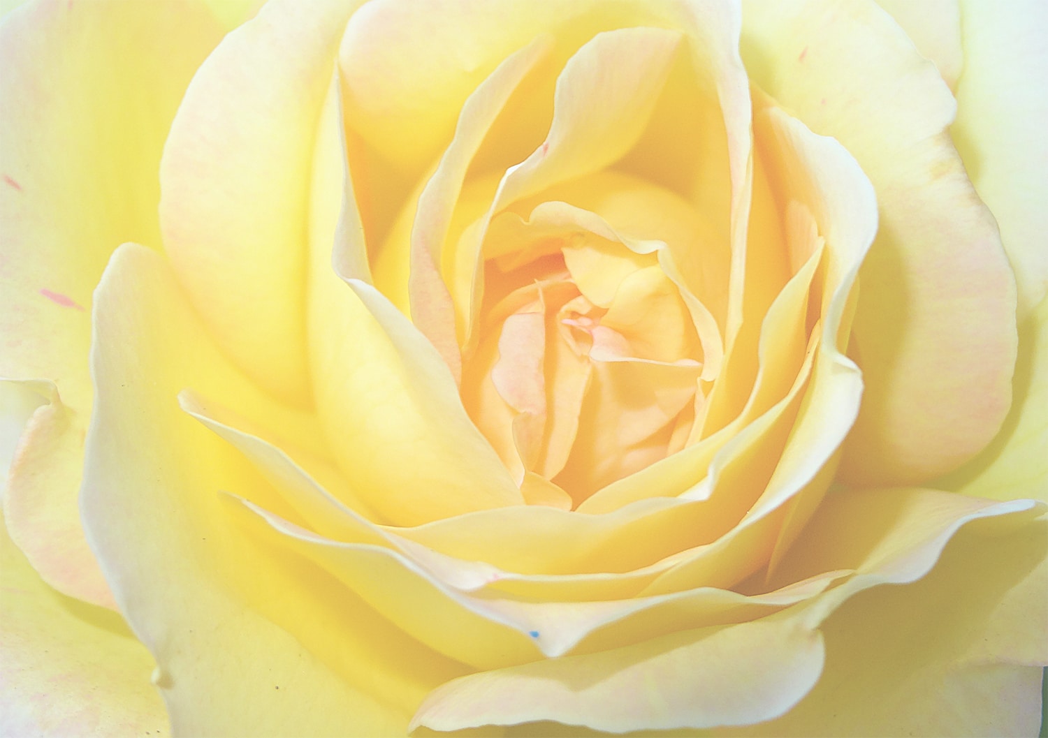 yellowrose1 | Ann Albers Visions of Heaven